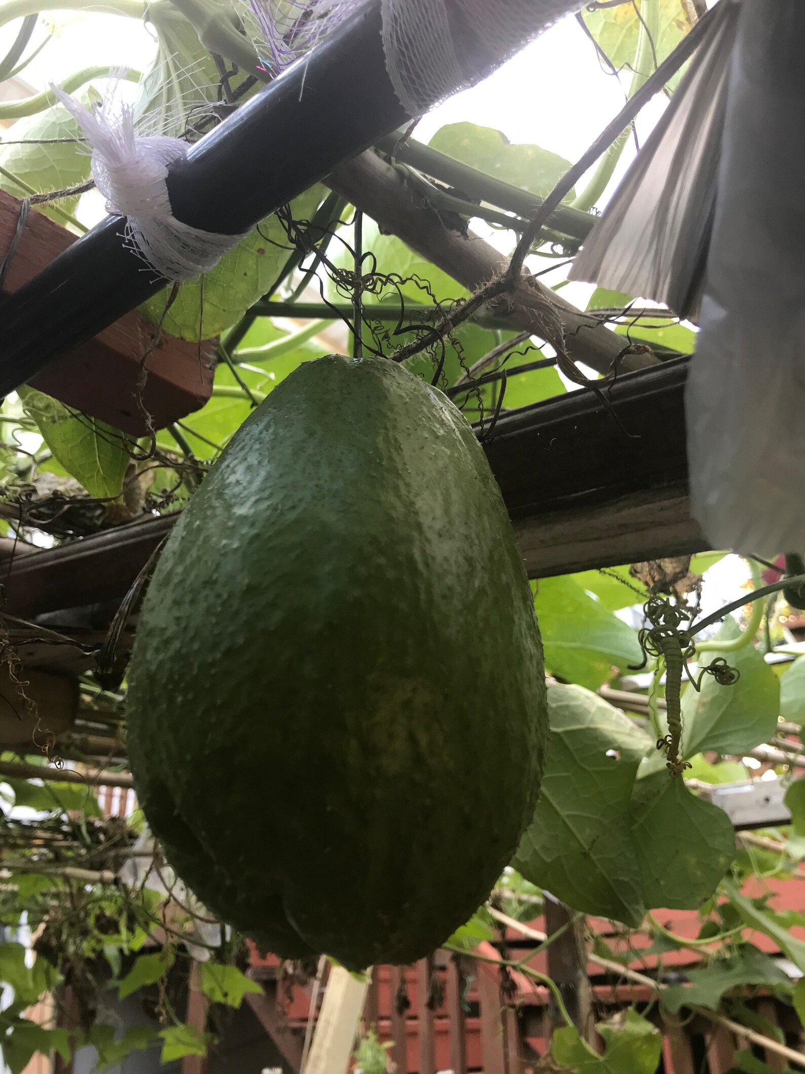 Sprouts Chayote Pear Soft Spikes - Etsy