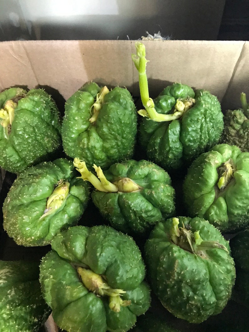 Sprouts Chayote Pear Soft Spikes - Etsy