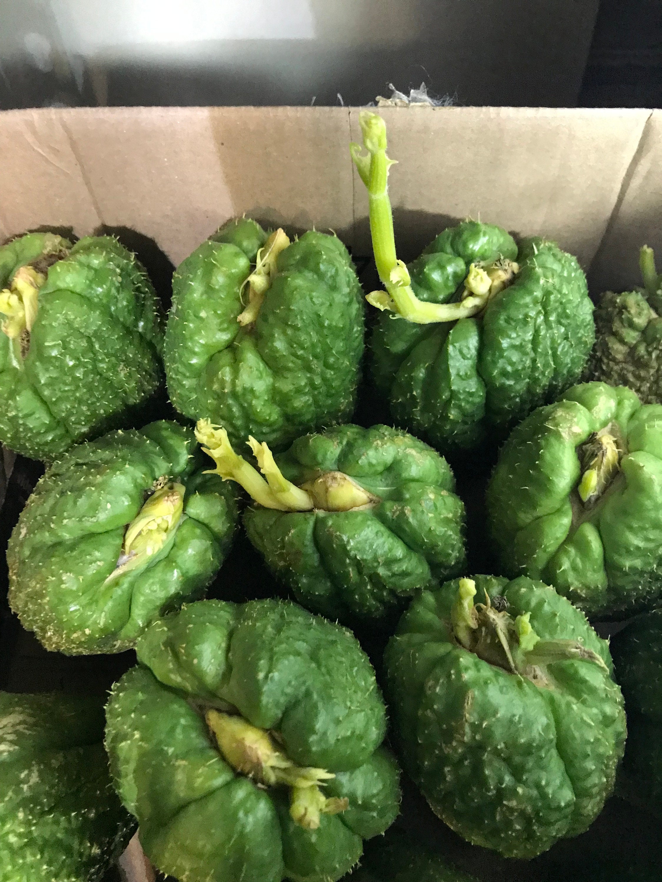 Sprouts Chayote Pear Soft Spikes - Etsy