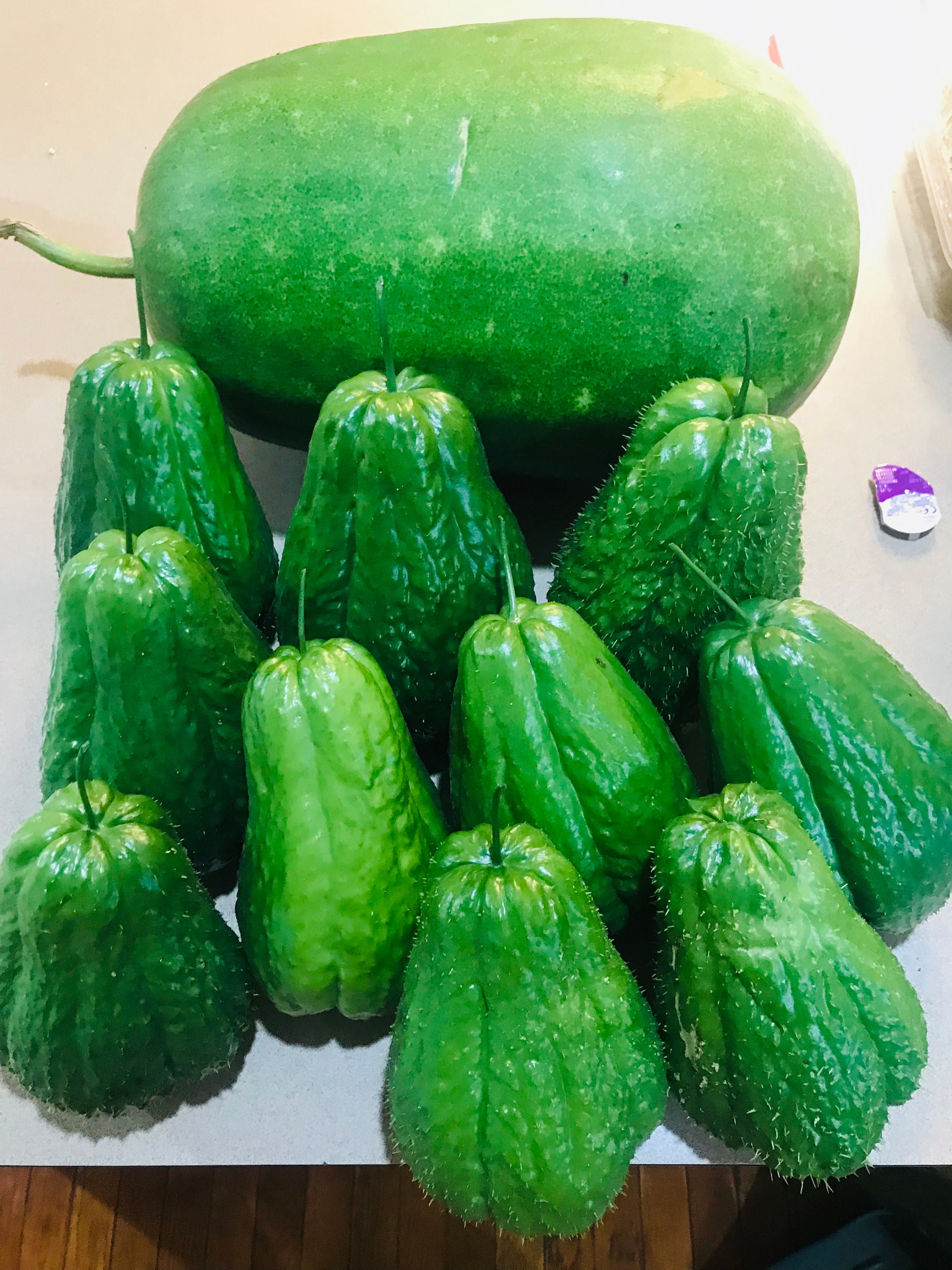 Unsprout Chayote Pear Soft Spike ( Perennial}edible - Etsy