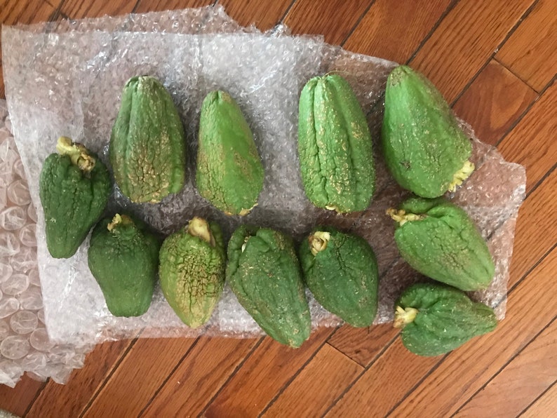 Sprouts Chayote Pear Soft Spikes - Etsy