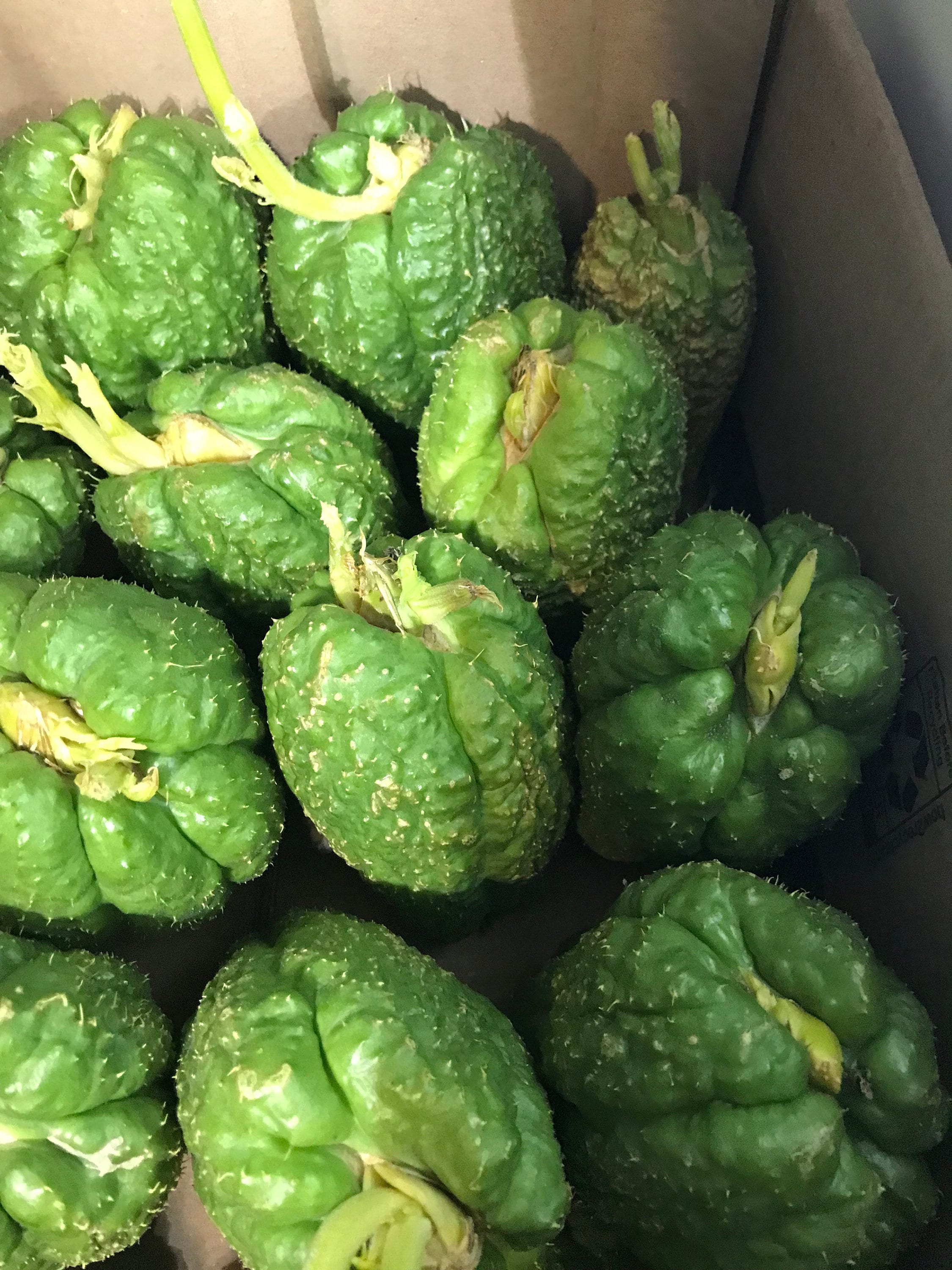 Sprouts Chayote Pear Soft Spikes - Etsy