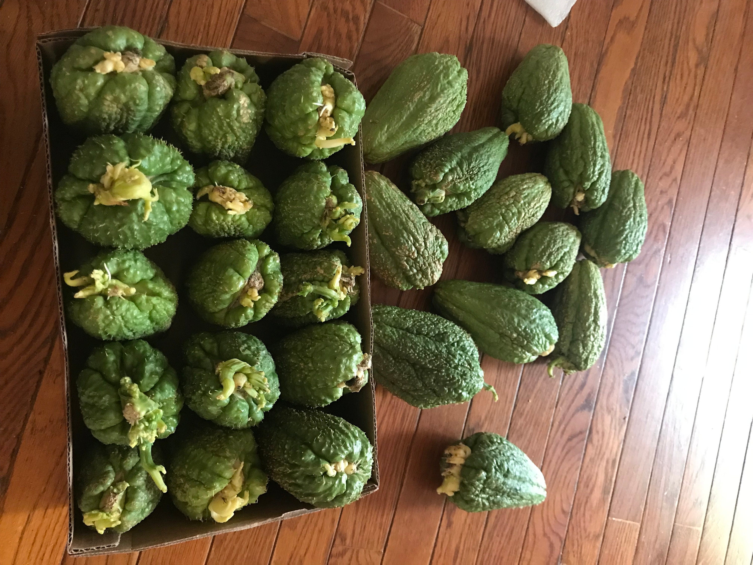 Sprouts Chayote Pear Soft Spikes - Etsy