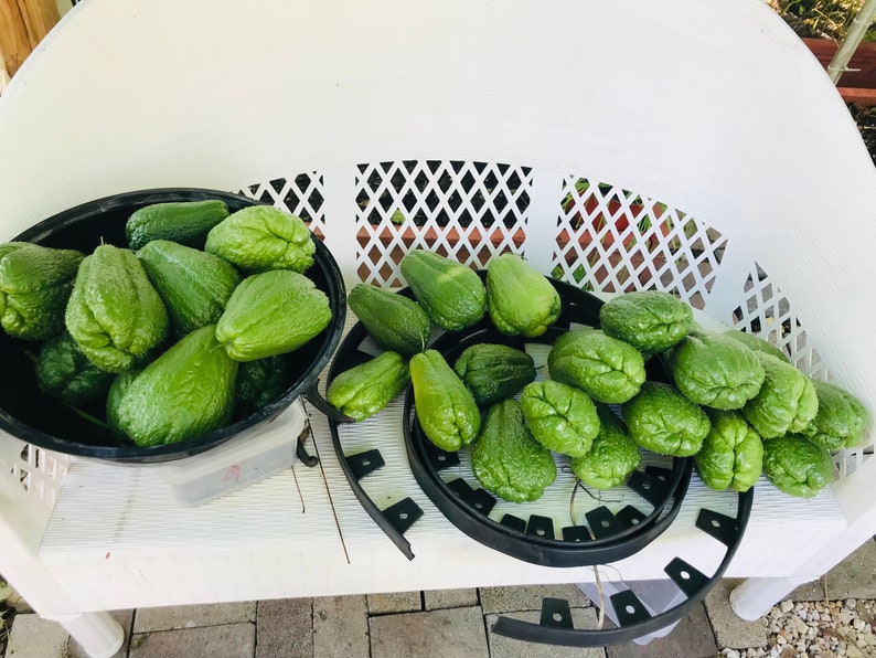 Unsprout Chayote Pear Soft Spike Perennialedible - Etsy