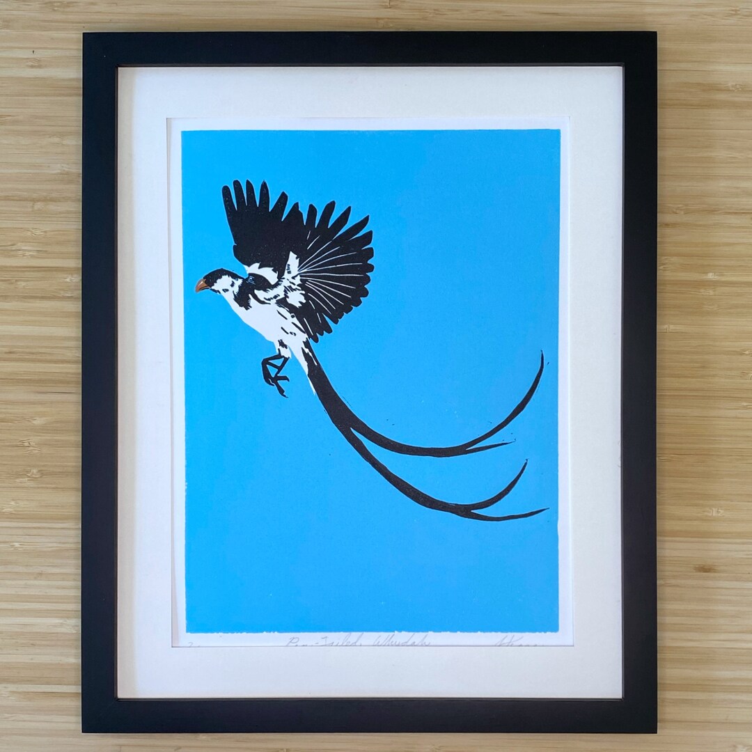 Pin Tailed Whydah | Bird Art | Linoart | Limited Edition Relief Print ...