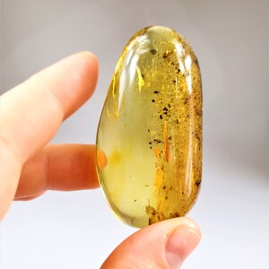 Amber Insect, Inclusion in Amber, Fossiled Amber, Baltic Amber Insect ...