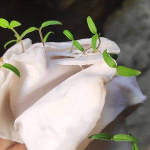 Printable A4 Seed Paper Printer Safe - White Printable Seeded Paper ...