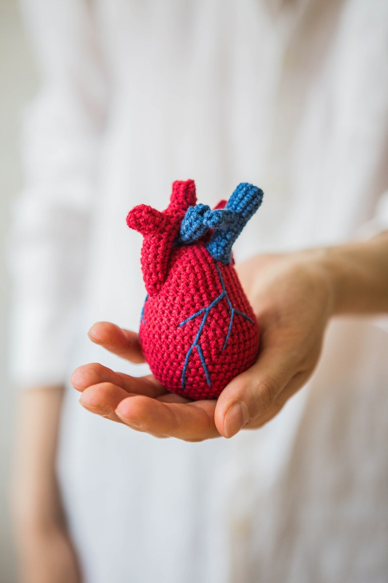 Anatomical Heart. Medical Toy. Human Heart. - Etsy