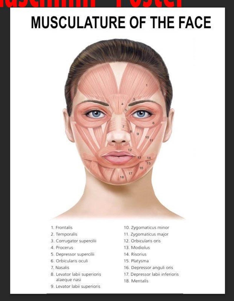 Musculᴀture of the Fᴀce EDUCᴀTIONᴀL SCIENCE Poster Fᴀciᴀl Mimetic ...