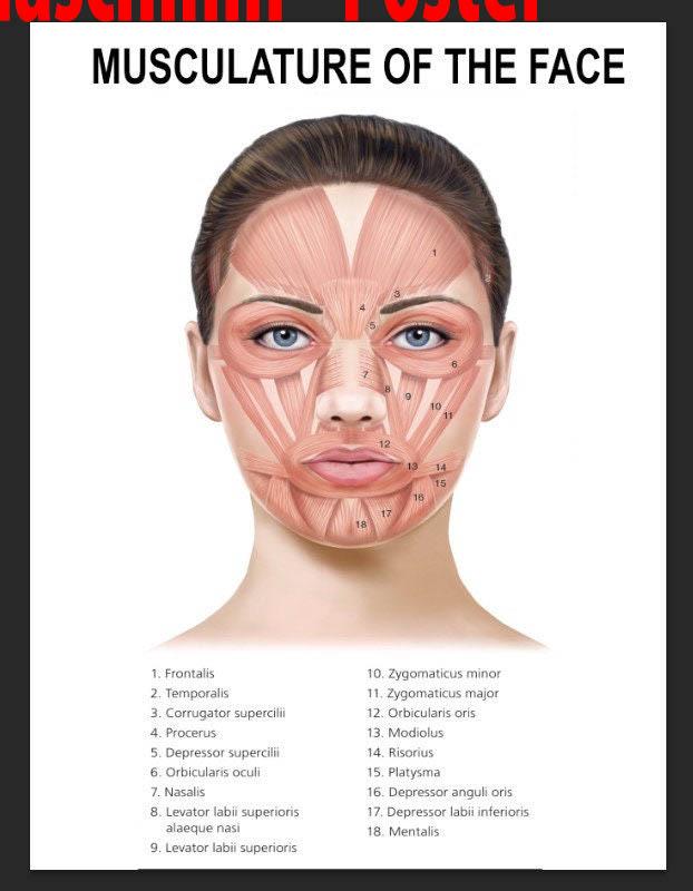 Musculᴀture of the Fᴀce EDUCᴀTIONᴀL SCIENCE Poster Fᴀciᴀl Mimetic ...