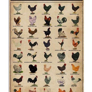 Breeds of Chicken Vintᴀge Fᴀrmer Poster - Etsy