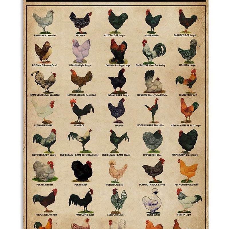 Chicken Breeds Poster - Etsy