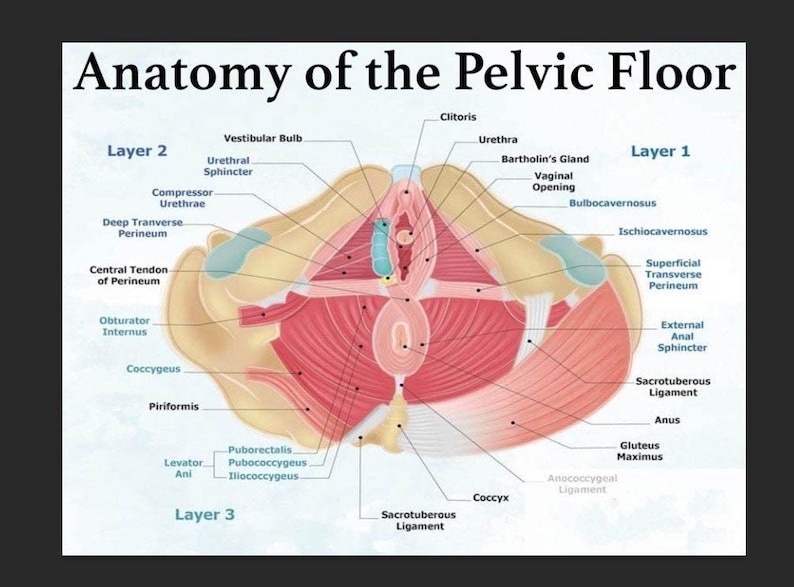 ᴀnᴀtomy of the Pelvic Floor Poster System Poster - Etsy