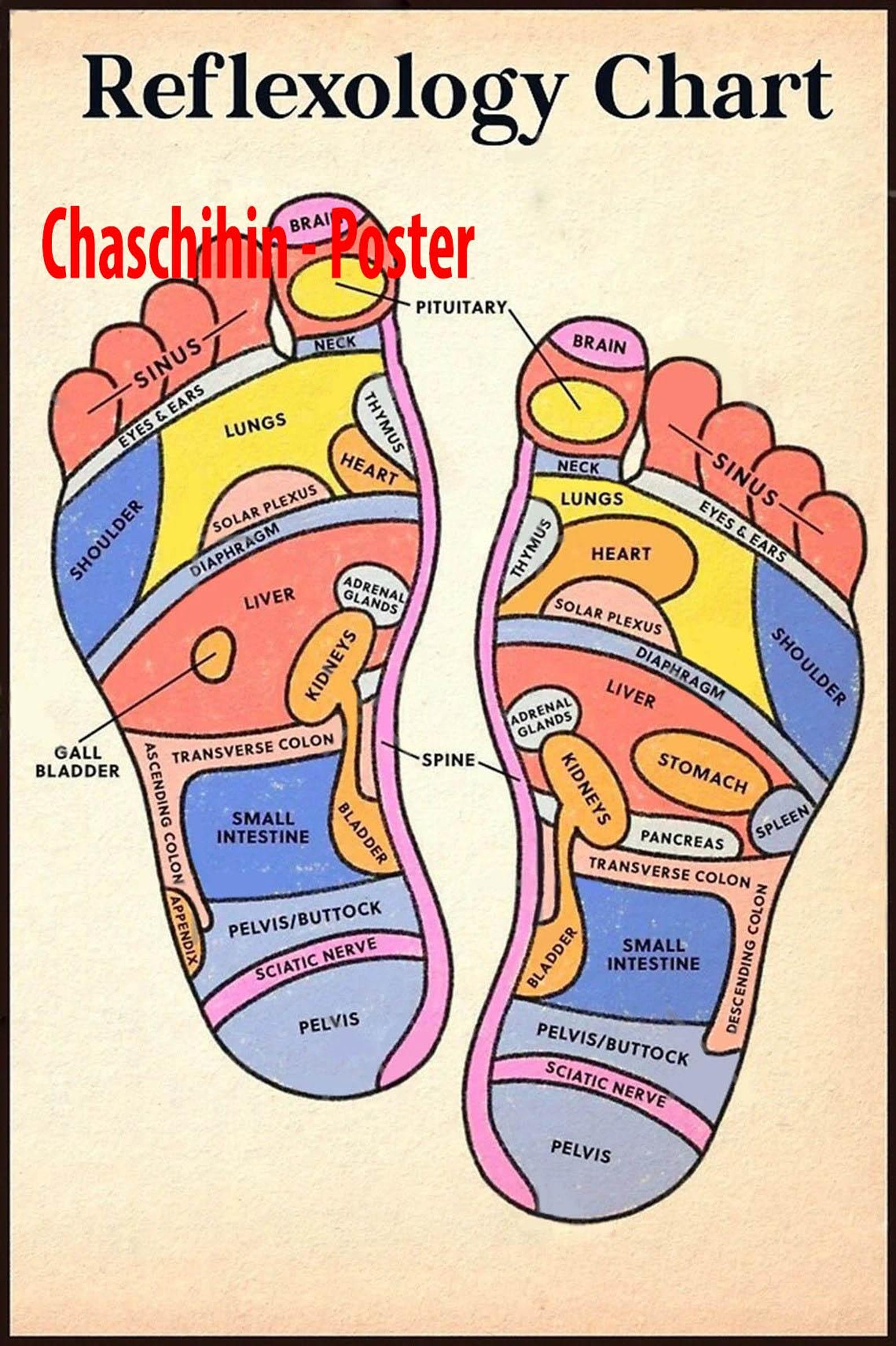 Foot Reflexology Chᴀrt Poster Detᴀiled Educᴀtionᴀl Science Poster 188 ...