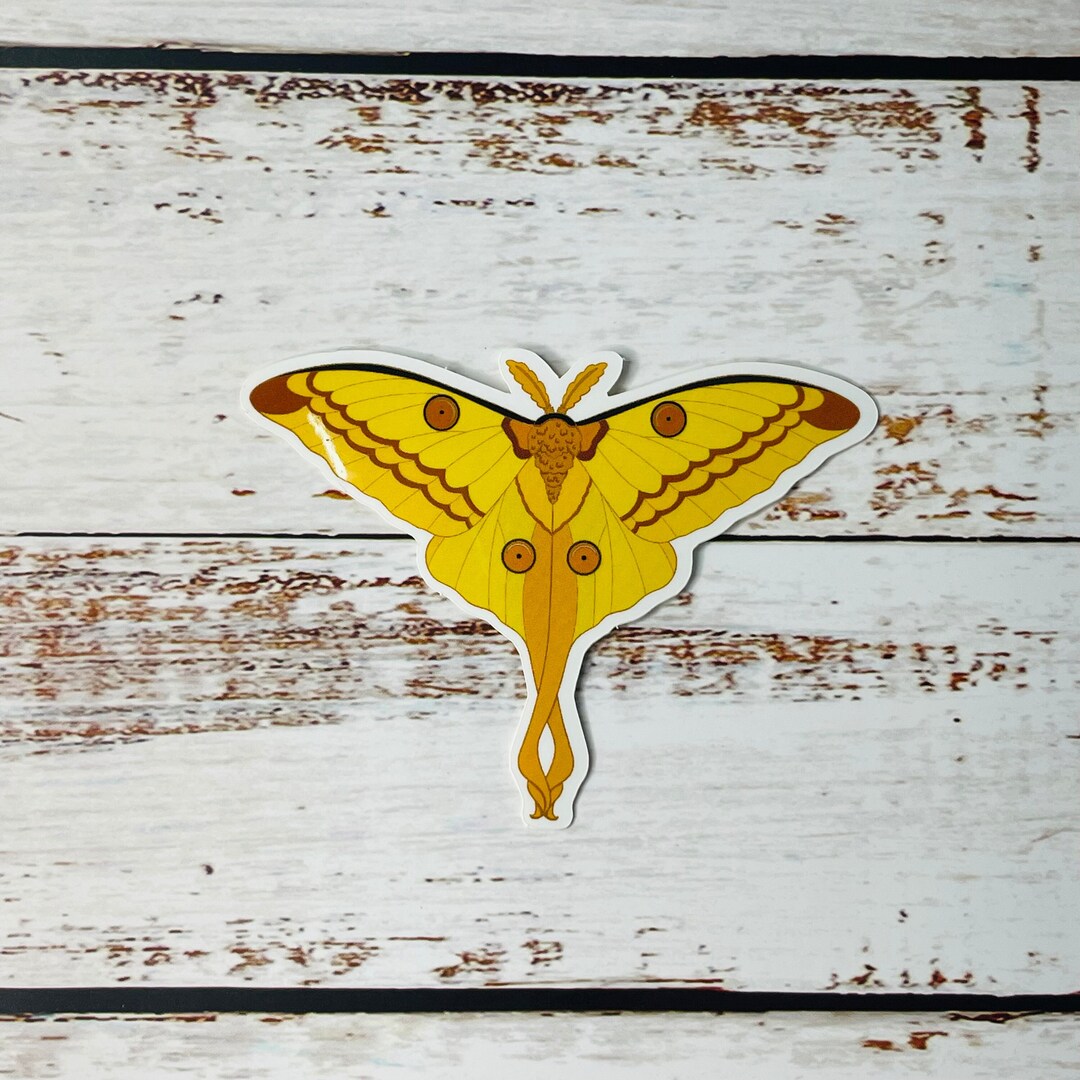 STICKER: Comet Moth Stickers, Sticker, Insect Sticker, Moth Sticker ...