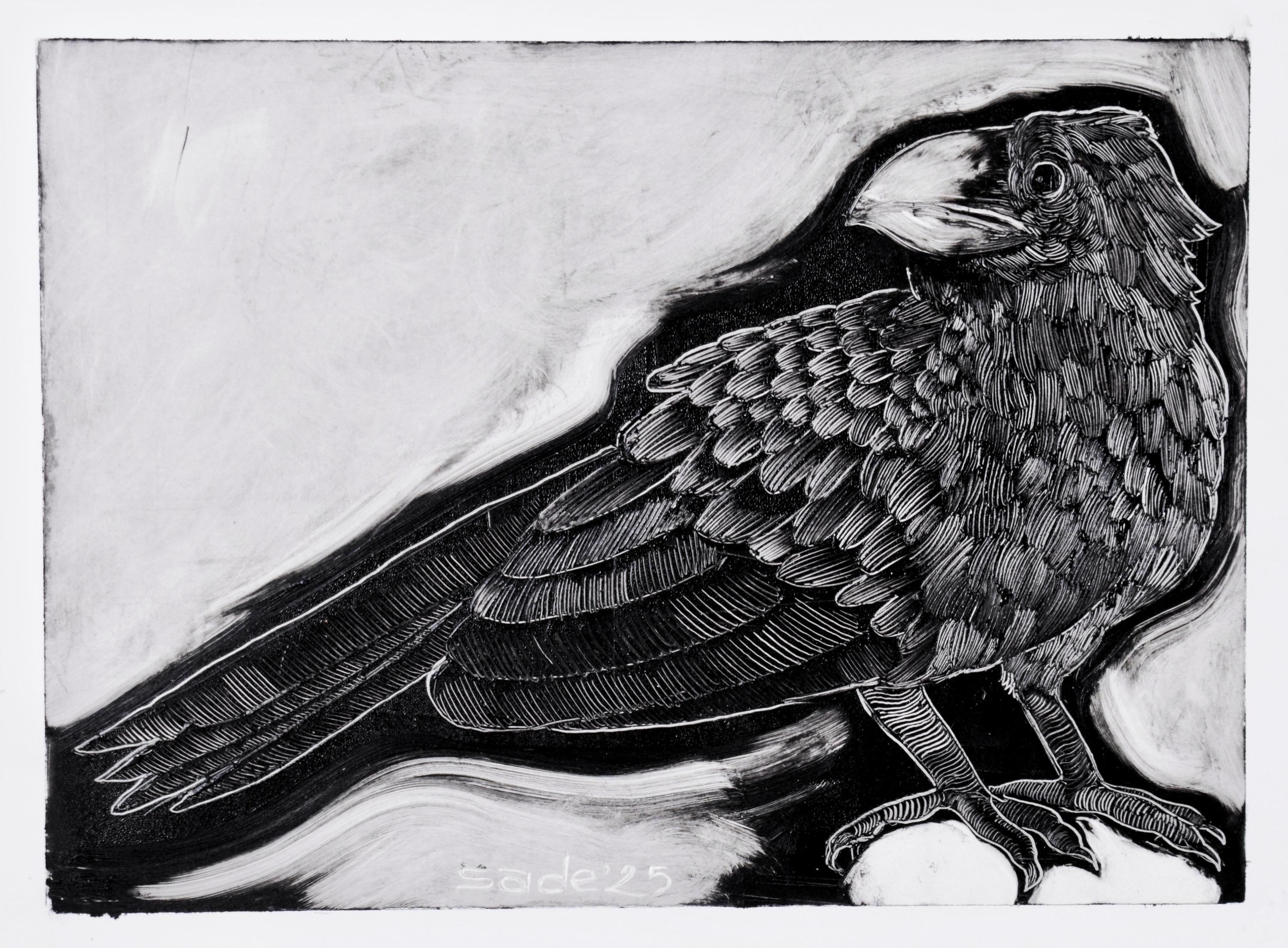 Smooth-billed Ani Art: Original Ink Drawing, Subtractive Technique - Etsy