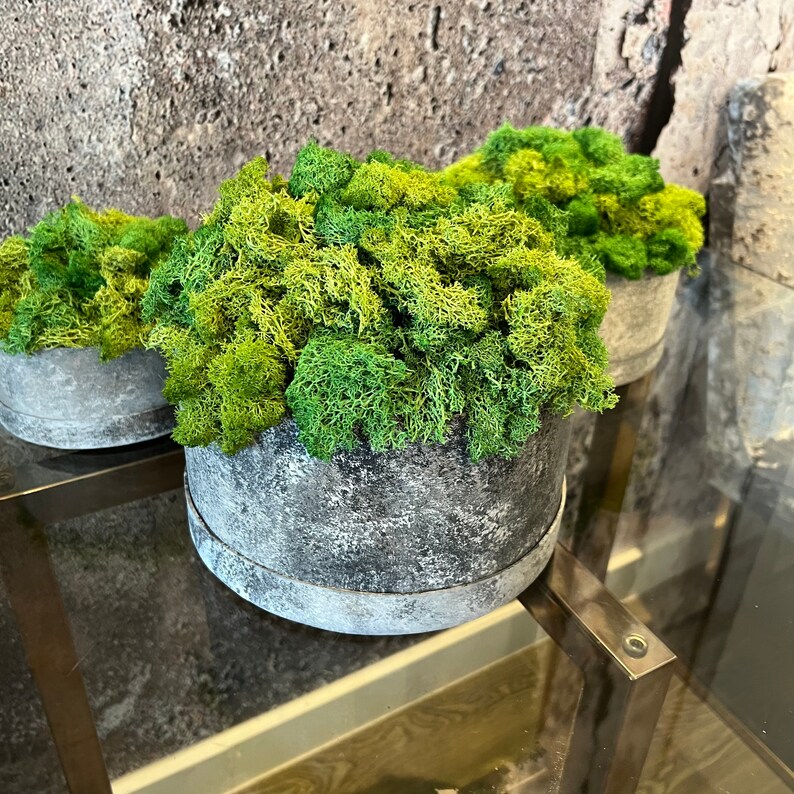 Moss Decor Moss Arrangement in Designer Box Table - Etsy
