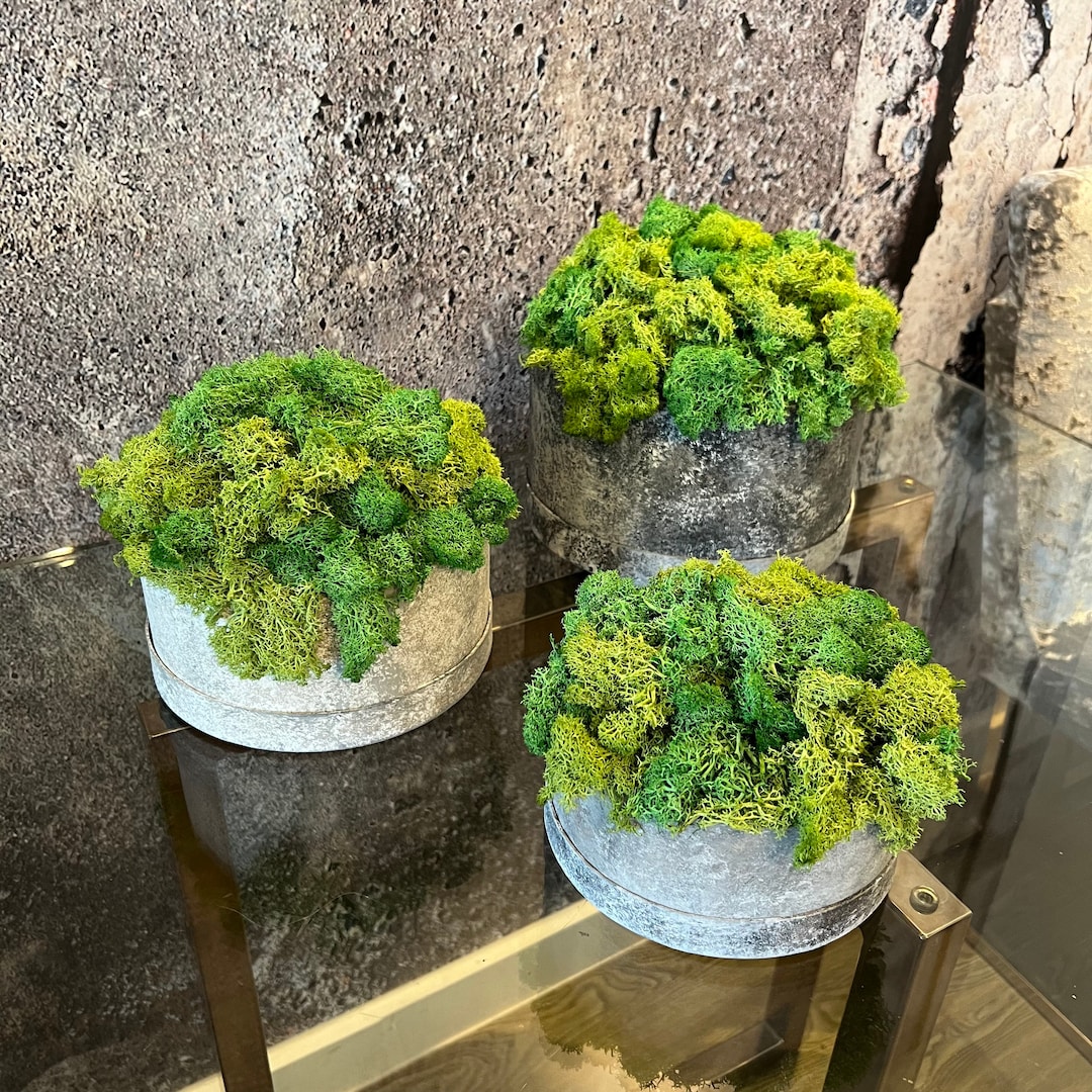 Moss Decor Moss Arrangement in Designer Box Table - Etsy