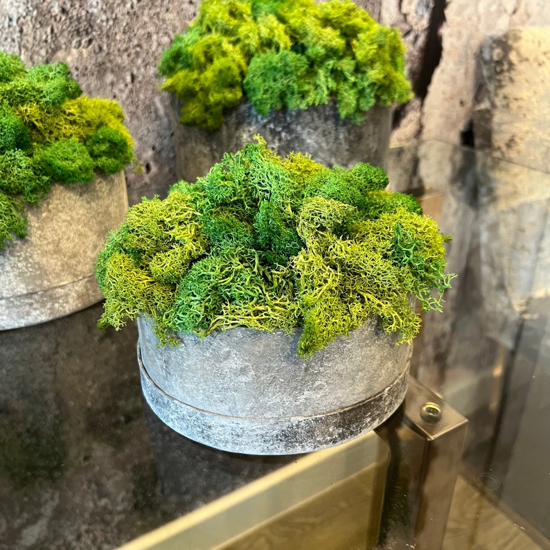 Moss Decor Moss Arrangement in Designer Box Table - Etsy