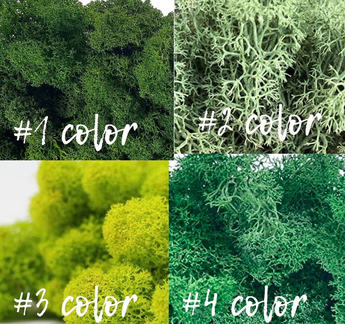 Moss Decor Moss Arrangement in Designer Box Table - Etsy