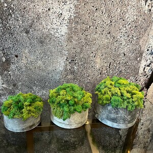 Moss Decor, Moss Arrangement in Designer Box, Table Centerpiece, Home ...