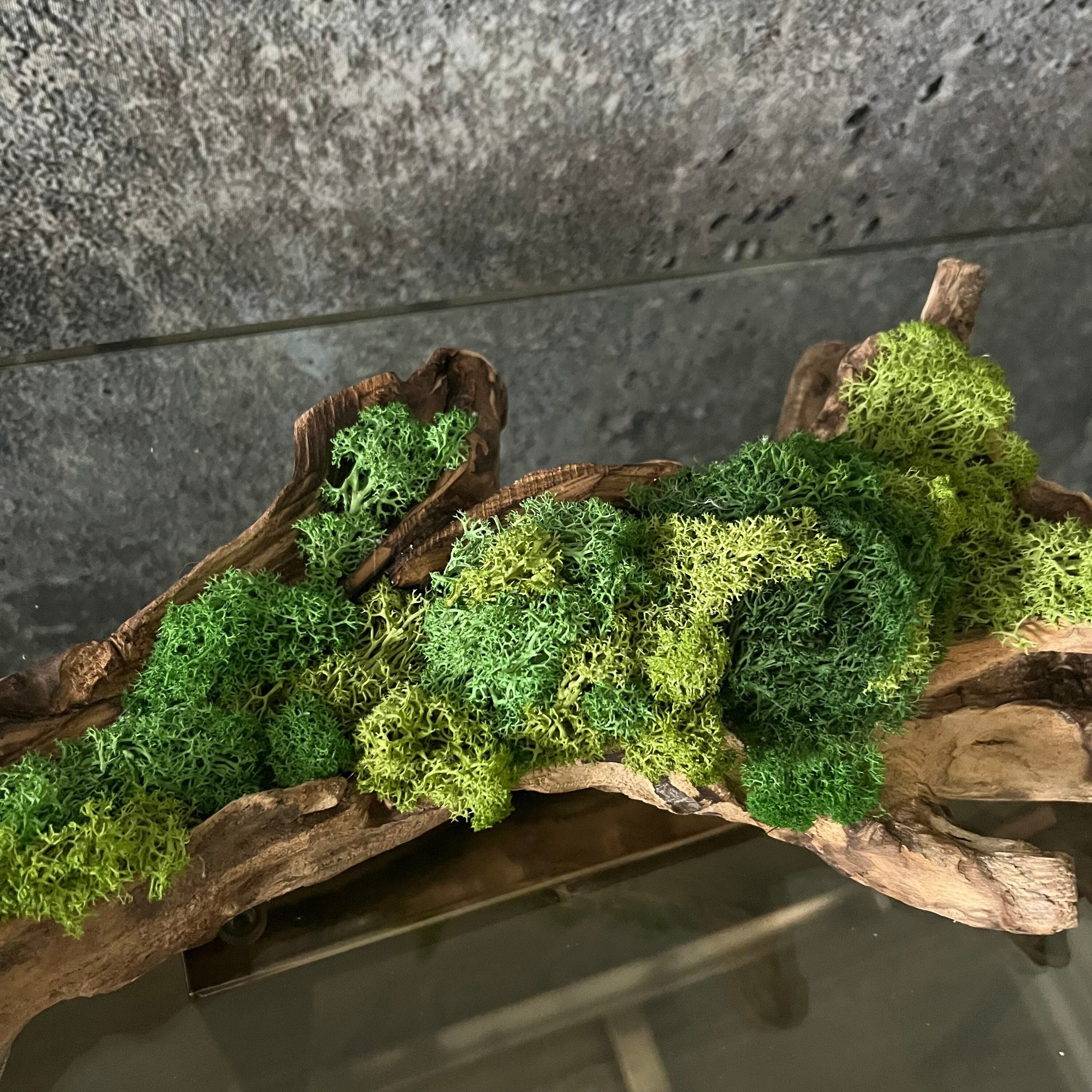Preserved Moss Decor: Grapewood Branch Centerpiece - Etsy