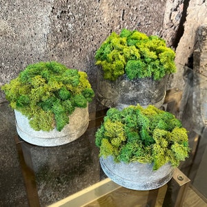 Moss Decor, Moss Arrangement in Designer Box, Table Centerpiece, Home ...