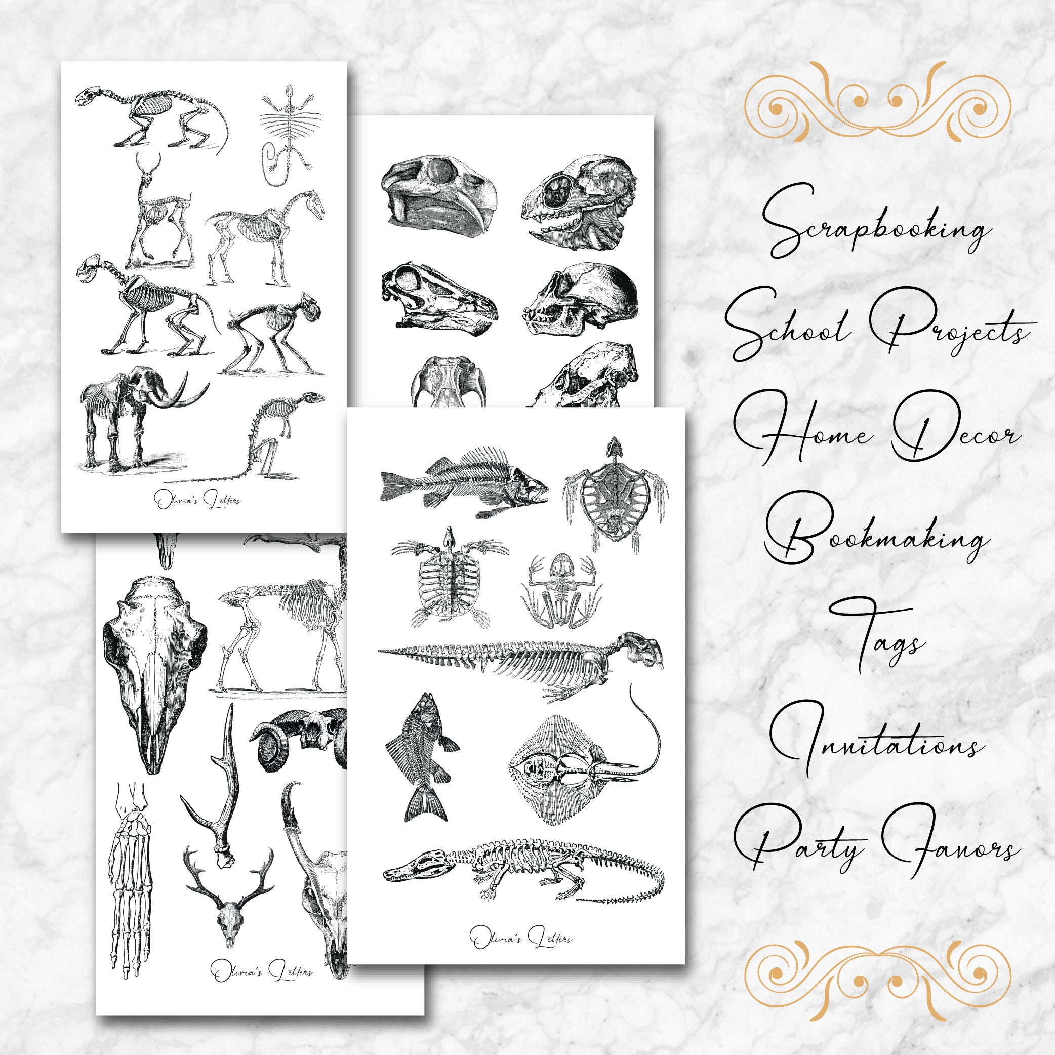 Instant Download PNG Animal Bones Pt2 Sticker Set Skeleton, Taxidermy ...