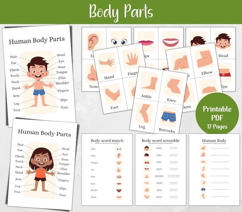 Tarjetas de aprendizaje de las partes del cuerpo humano: Imprimibles de ...