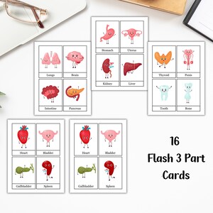 Human Body Organs Bundle, Human Organ Activities Preschool Printable ...