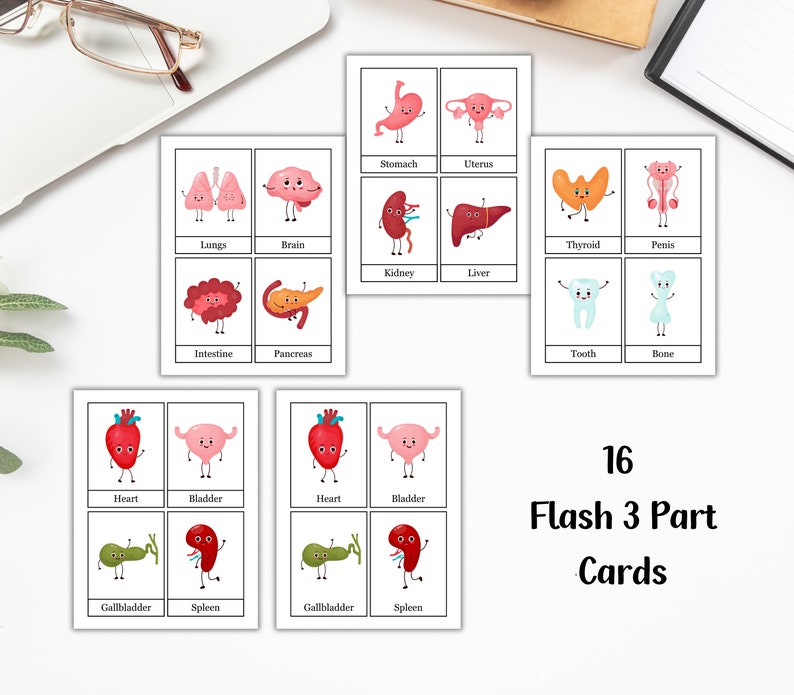 Human Body Organs Bundle, Human Organ Activities Preschool Printable ...