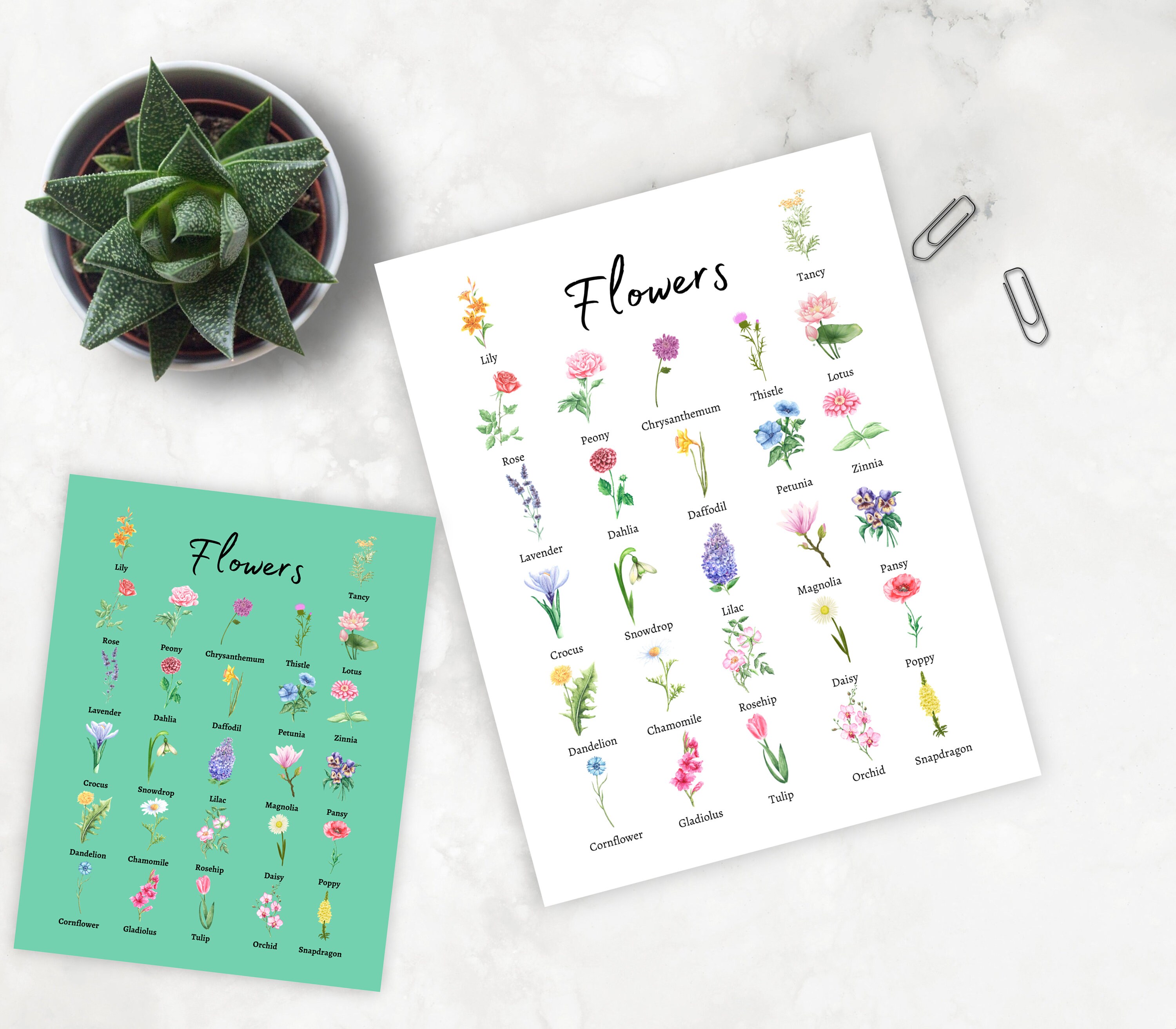 Printable Flowers Study Unit, Flowers Activities, Flash Cards, Learning ...