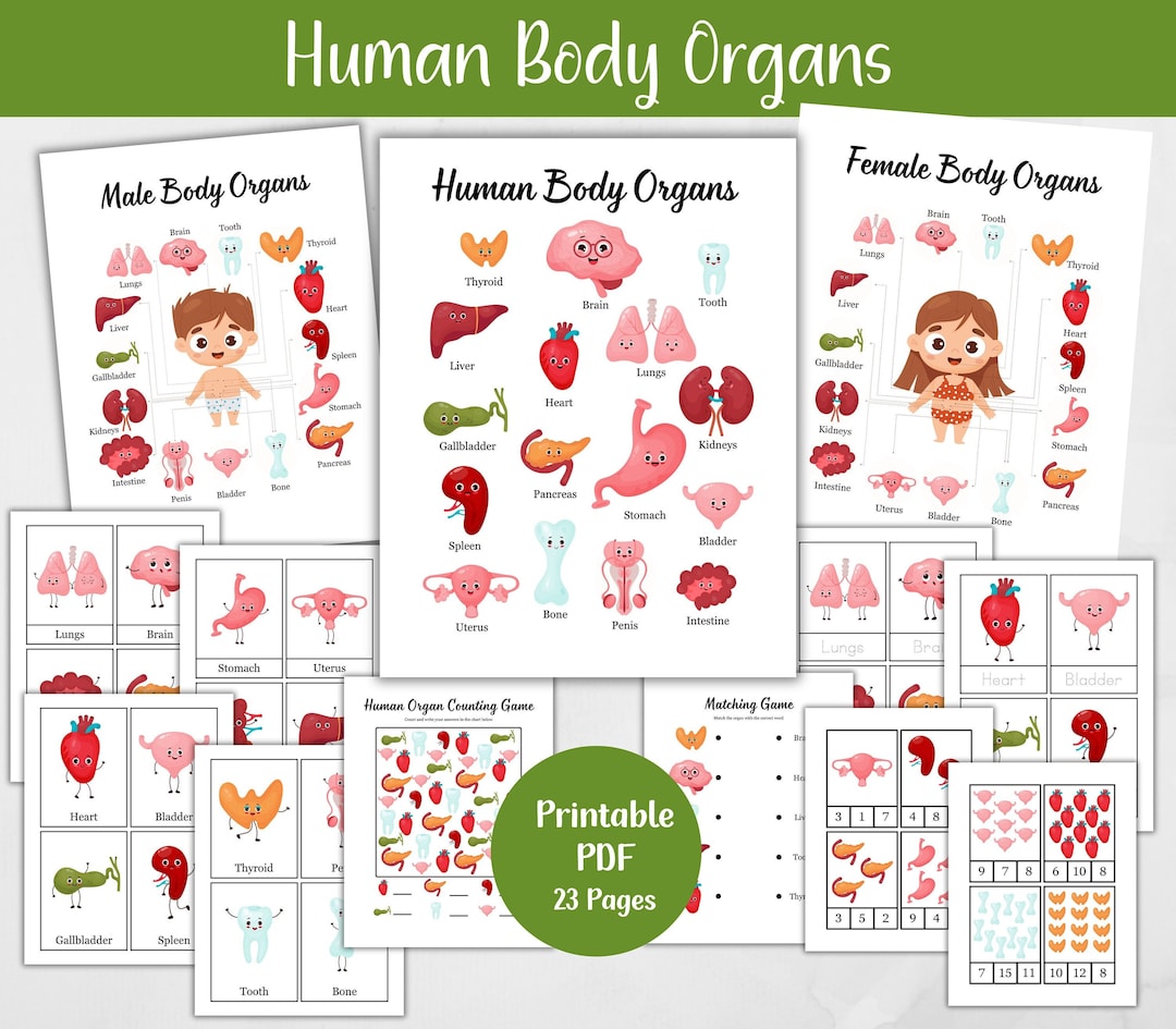Human Body Organs Bundle, Human Organ Activities Preschool Printable ...