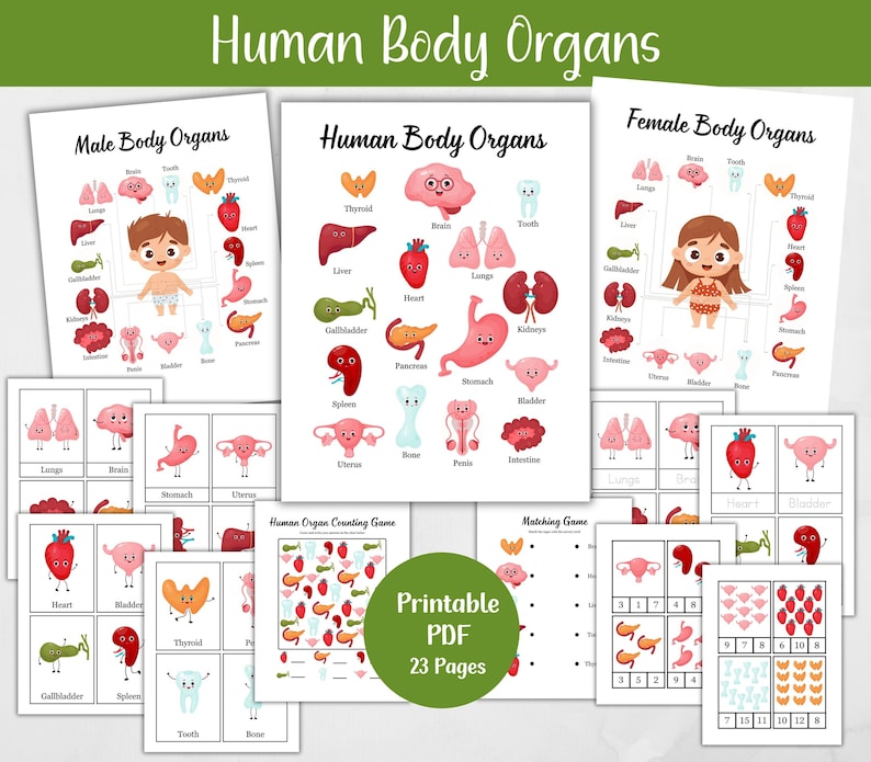 Human Body Organs Bundle, Human Organ Activities Preschool Printable ...
