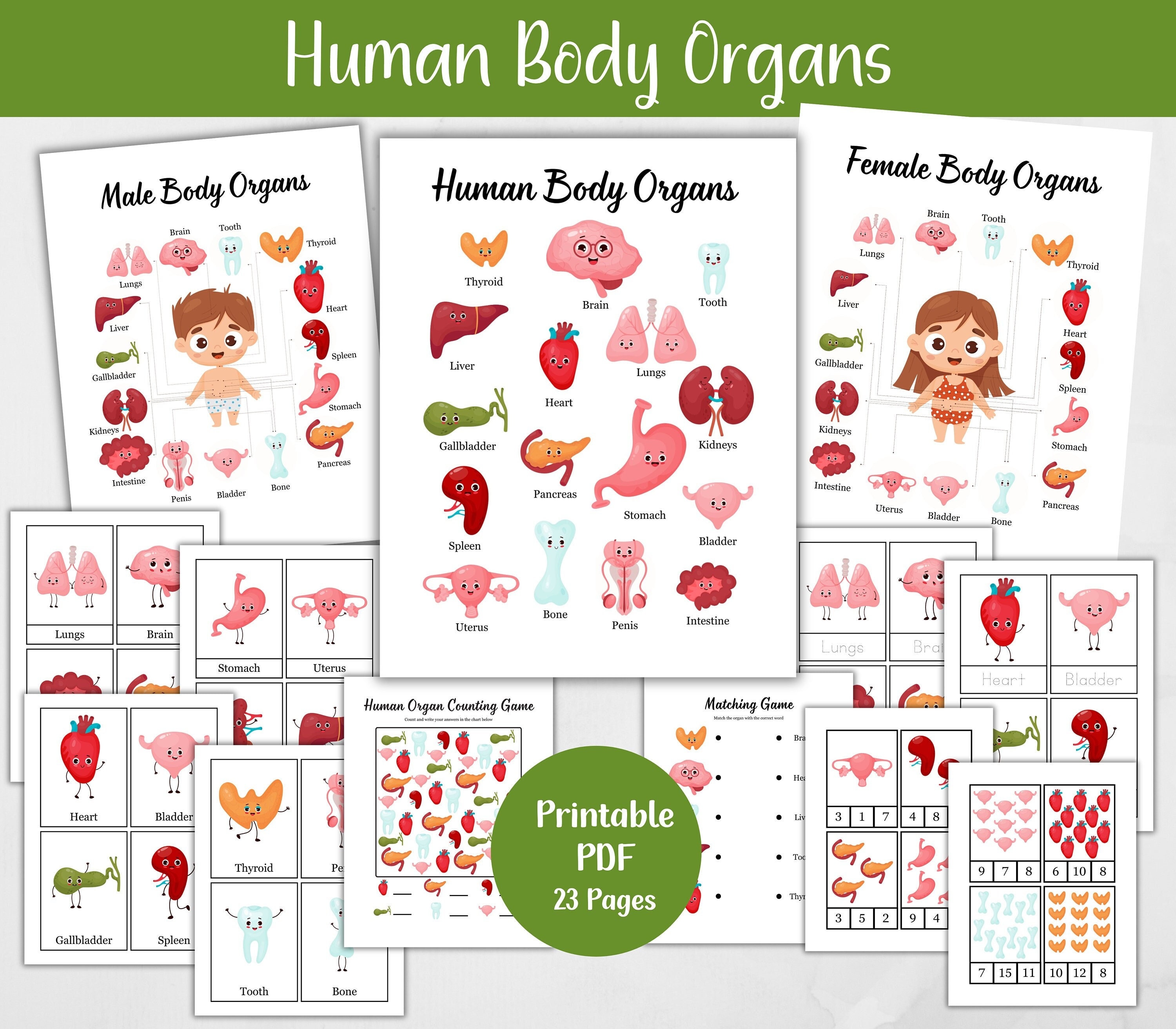 Human Body Organs Bundle, Human Organ Activities Preschool Printable ...