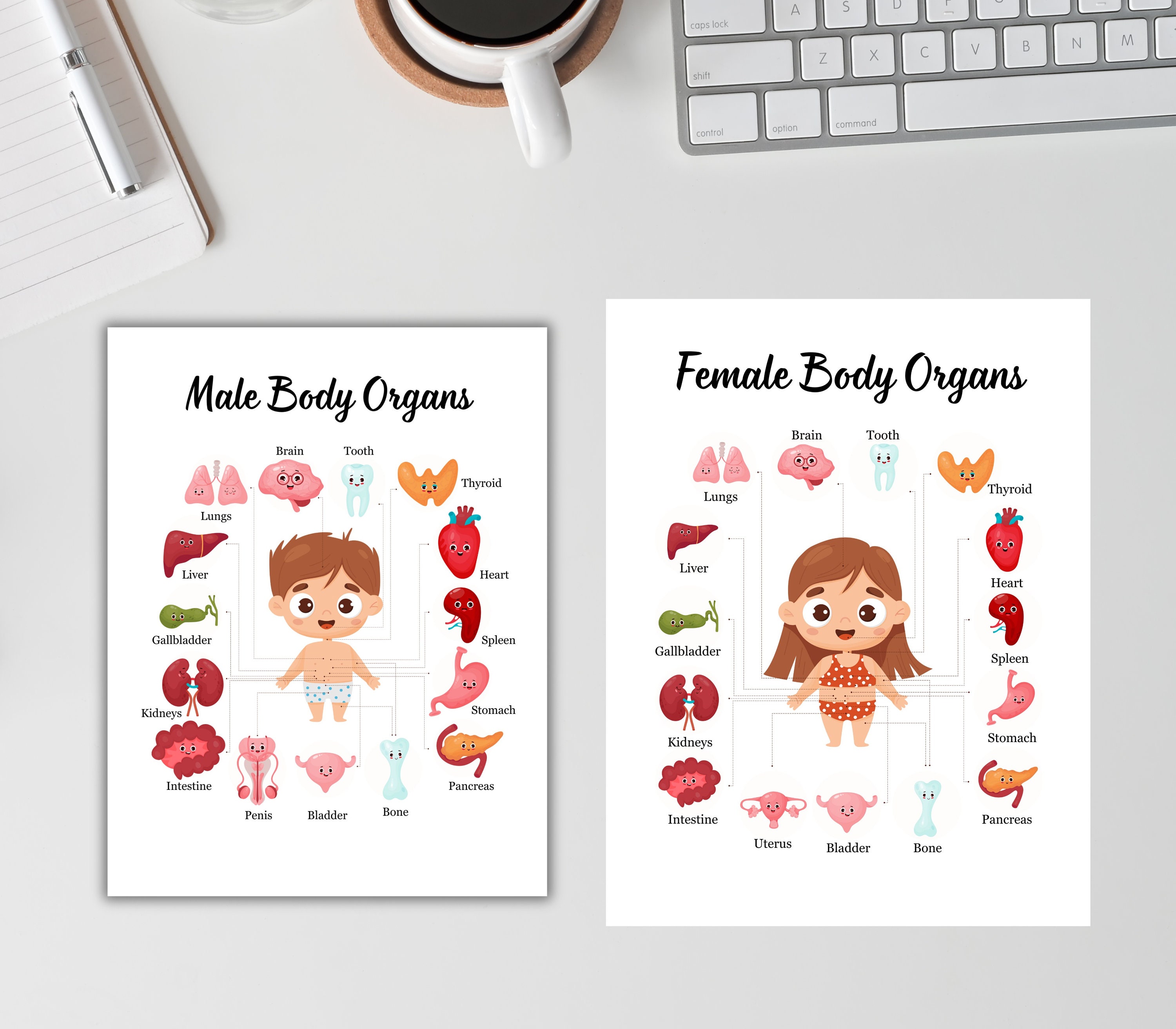 Human Body Organs Bundle, Human Organ Activities Preschool Printable ...
