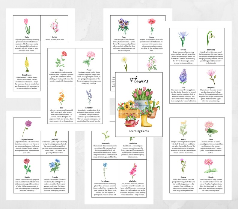 Printable Flowers Study Unit, Flowers Activities, Flash Cards, Learning ...