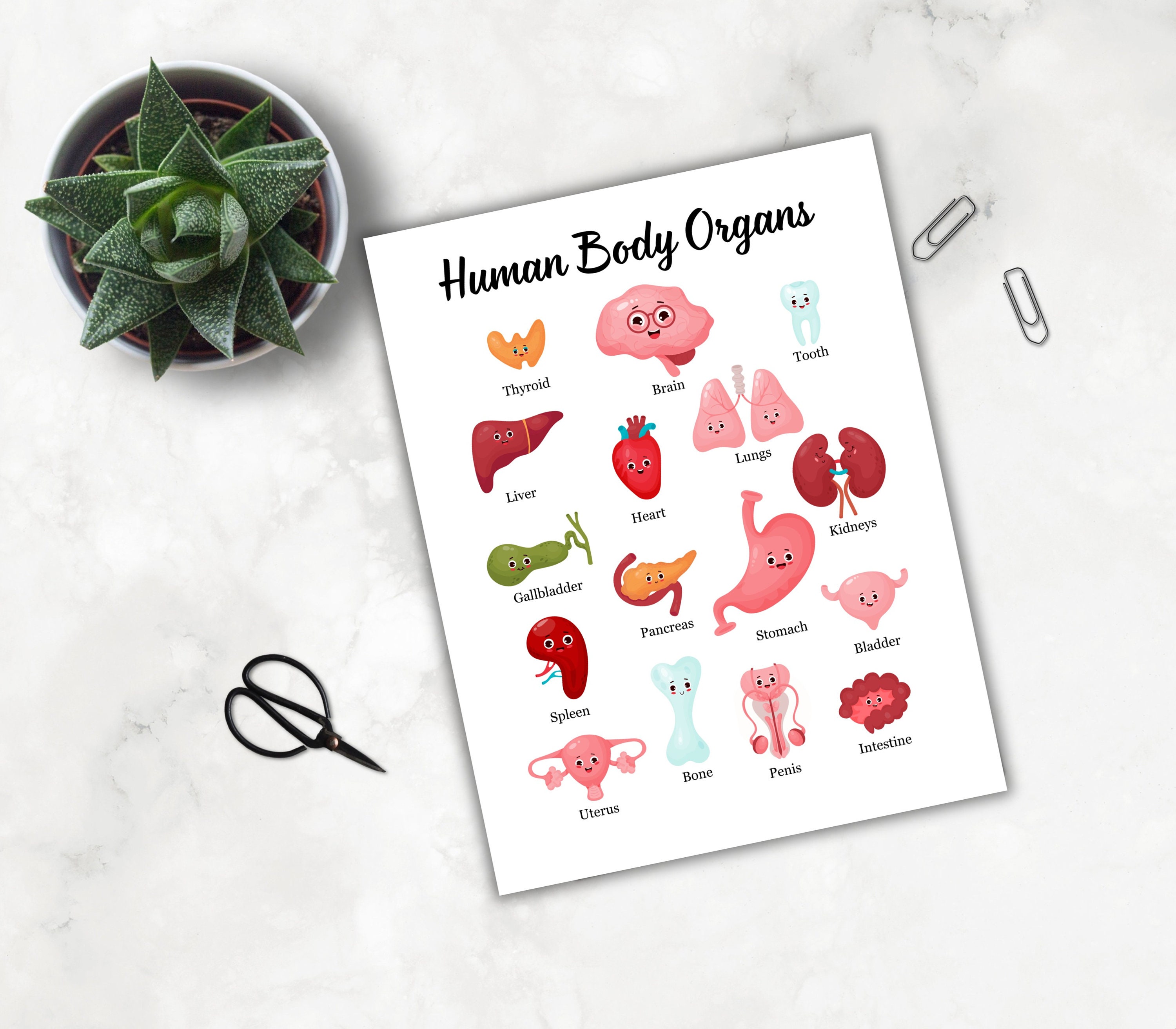 Human Body Organs Bundle, Human Organ Activities Preschool Printable ...