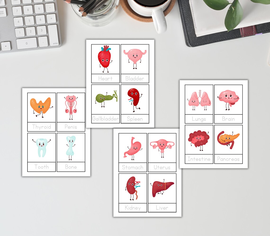 Human Body Organs Bundle, Human Organ Activities Preschool Printable ...