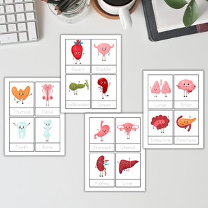 Human Body Organs Bundle, Human Organ Activities Preschool Printable ...