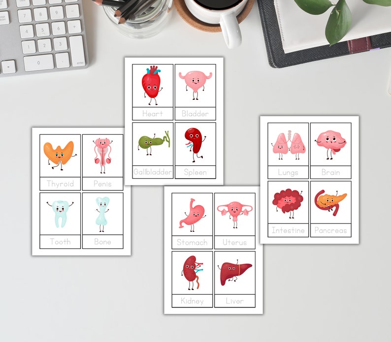 Human Body Organs Bundle, Human Organ Activities Preschool Printable ...