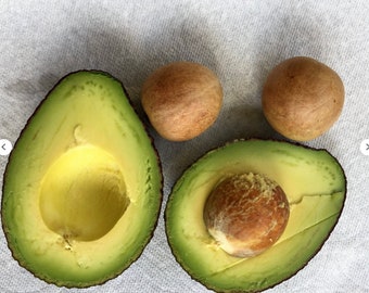 Avocado Scion - Etsy