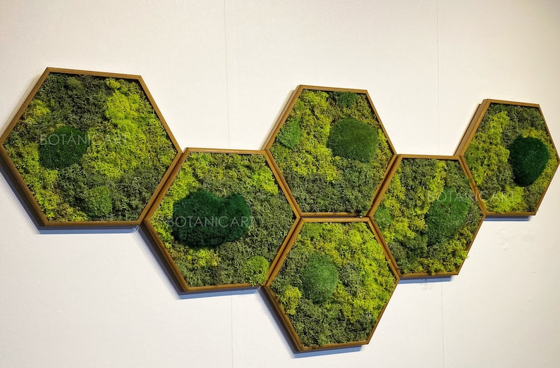 Moos Hexagon Wandpaneele mit echtem Moos Keine Wartung - Etsy.de