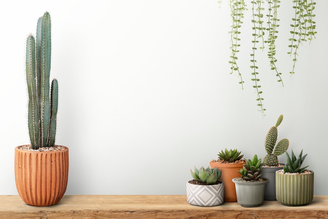Zoom Virtual Background | Minimalist Cactus Shelf With White Wall ...
