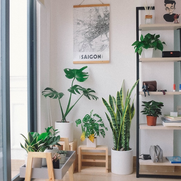 Teams Background Plants - Etsy