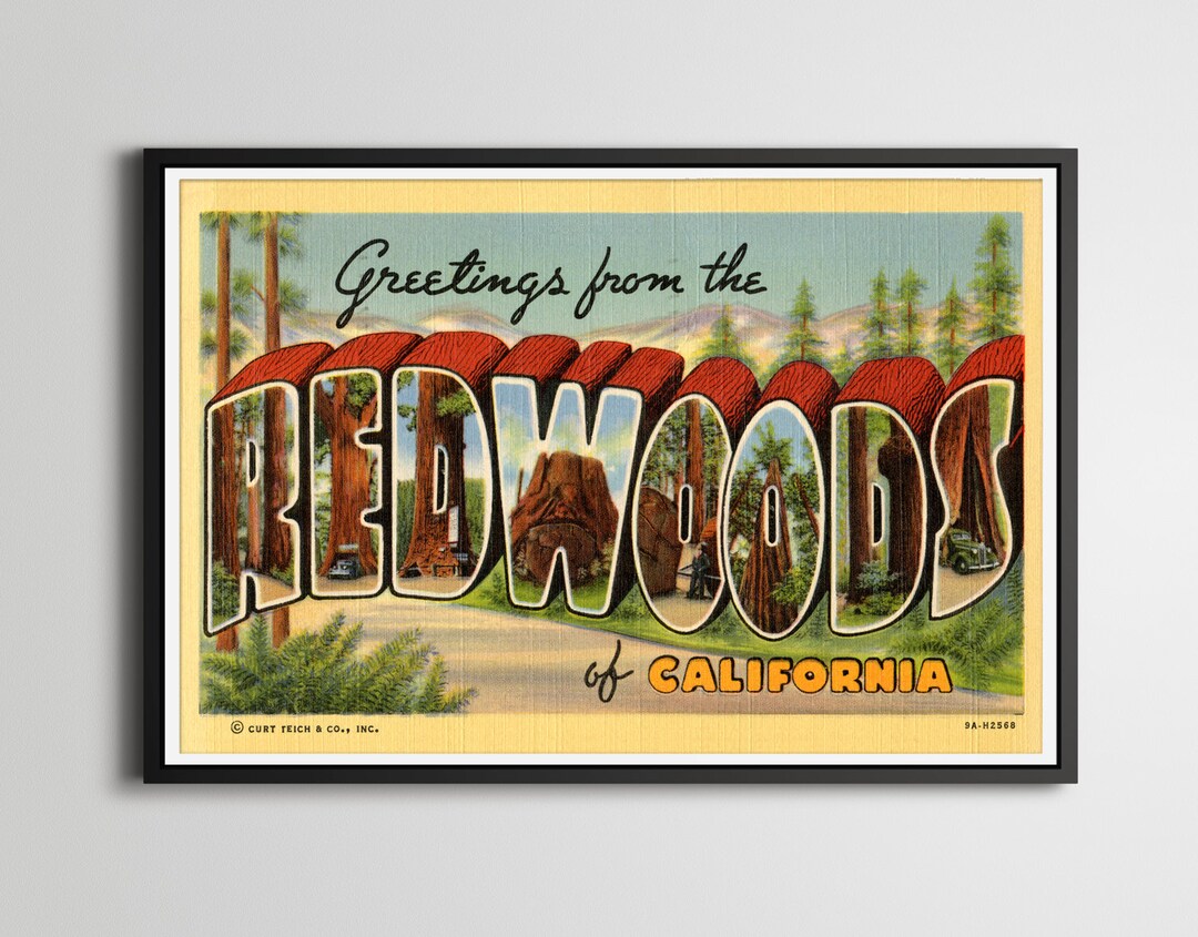 Redwoods of California Vintage POSTER! - up to Full Size 24" X 36 ...