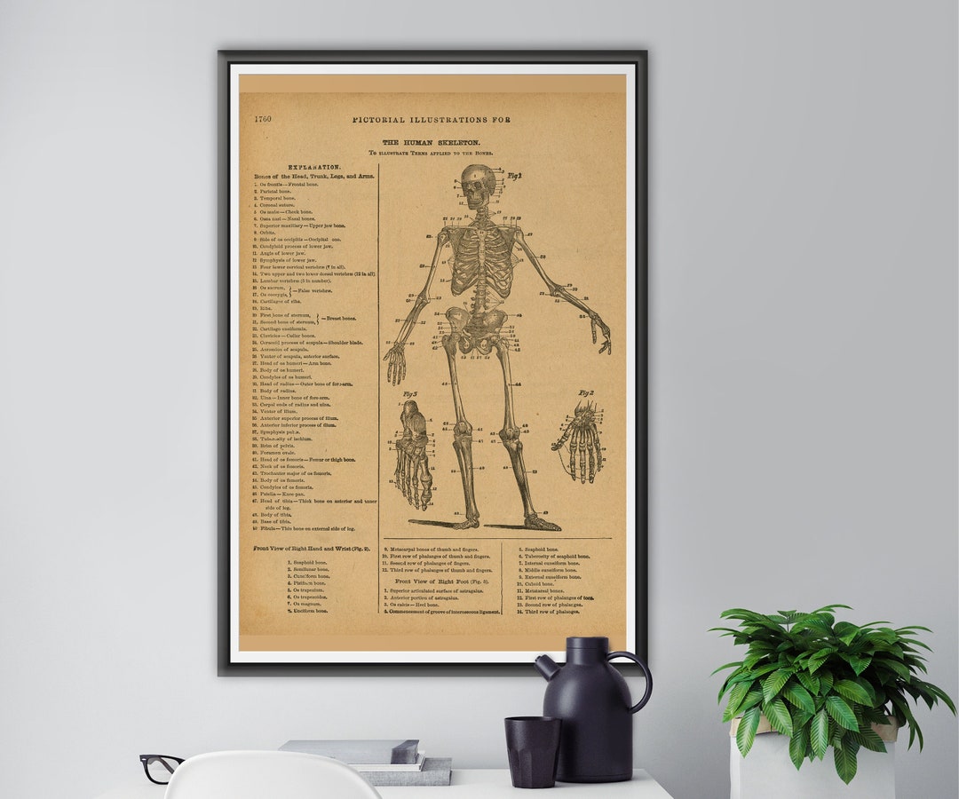 Vintage Human Skeleton Anatomy Chart Poster: 1906 Webster Illustration ...