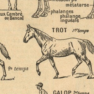 Vintage French Horse Cheval Poster - up to 24x36 - Antique Dictionary ...