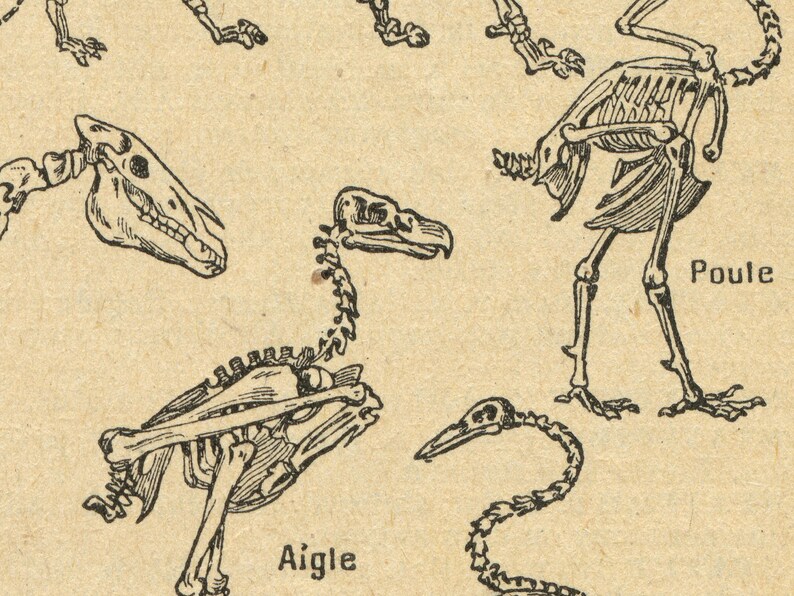 Vintage Skeleton Anatomy Poster: Antique Zoology Wall Art Print - Etsy