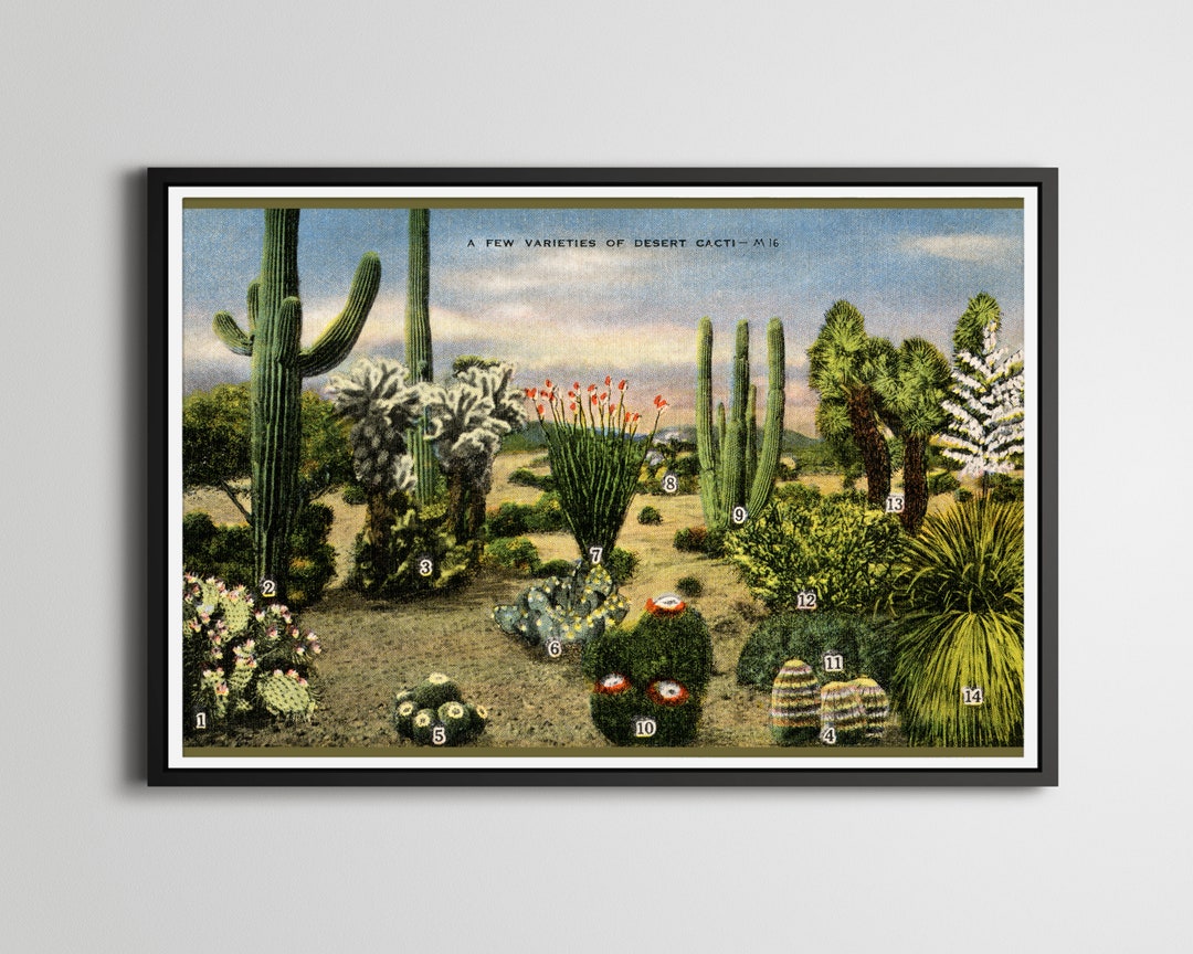 Vintage Desert Cacti POSTER! (up to Full-size 24 X 36) - 1945 ...